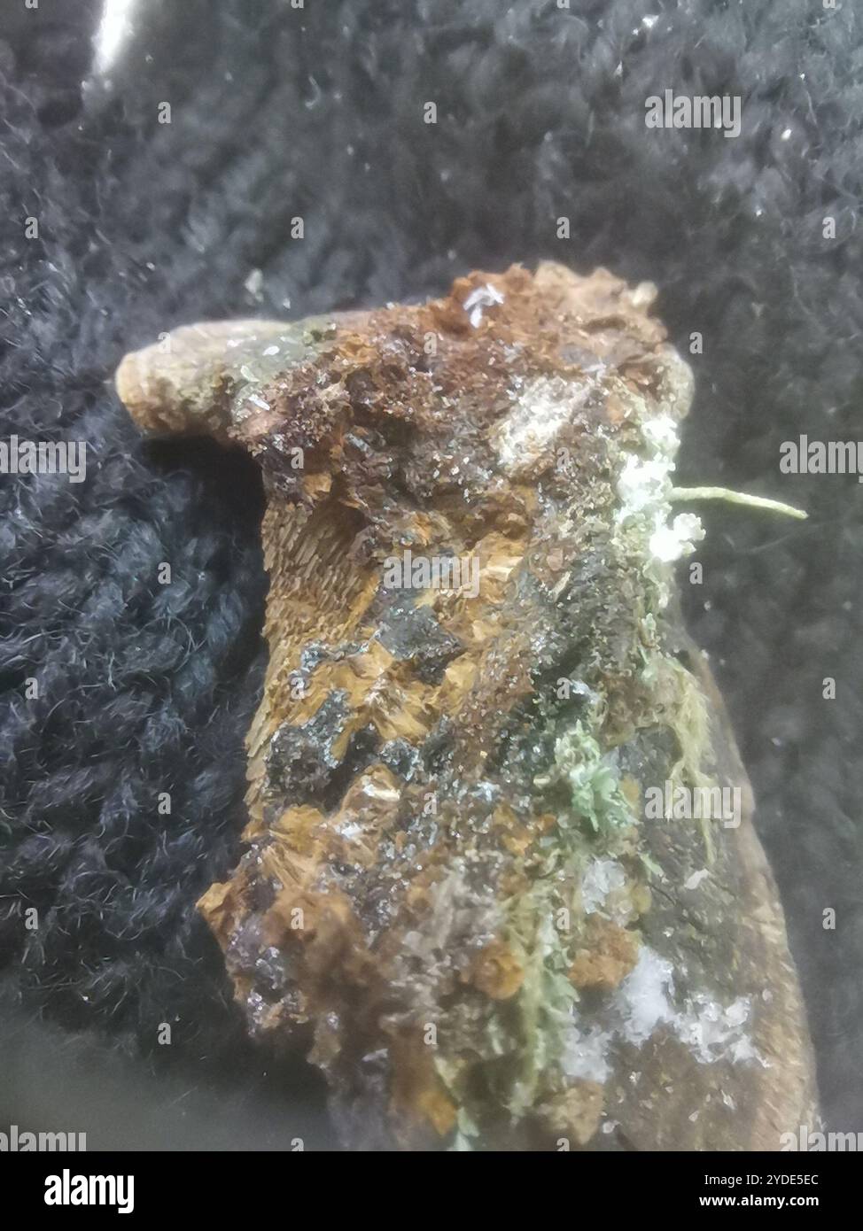 Conchata hi-res stock photography and images - Alamy