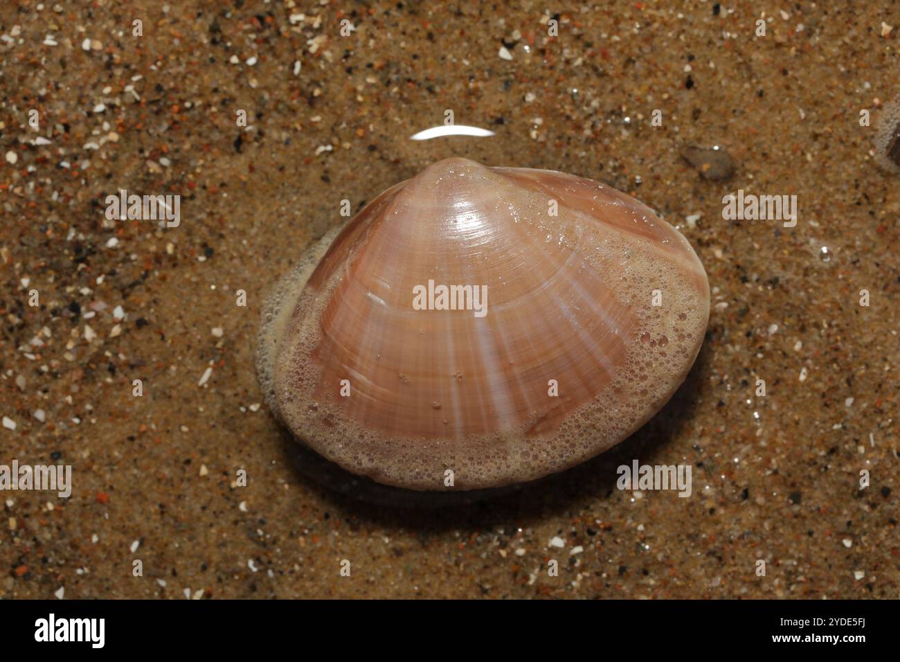 Rayed trough shell hi-res stock photography and images - Alamy