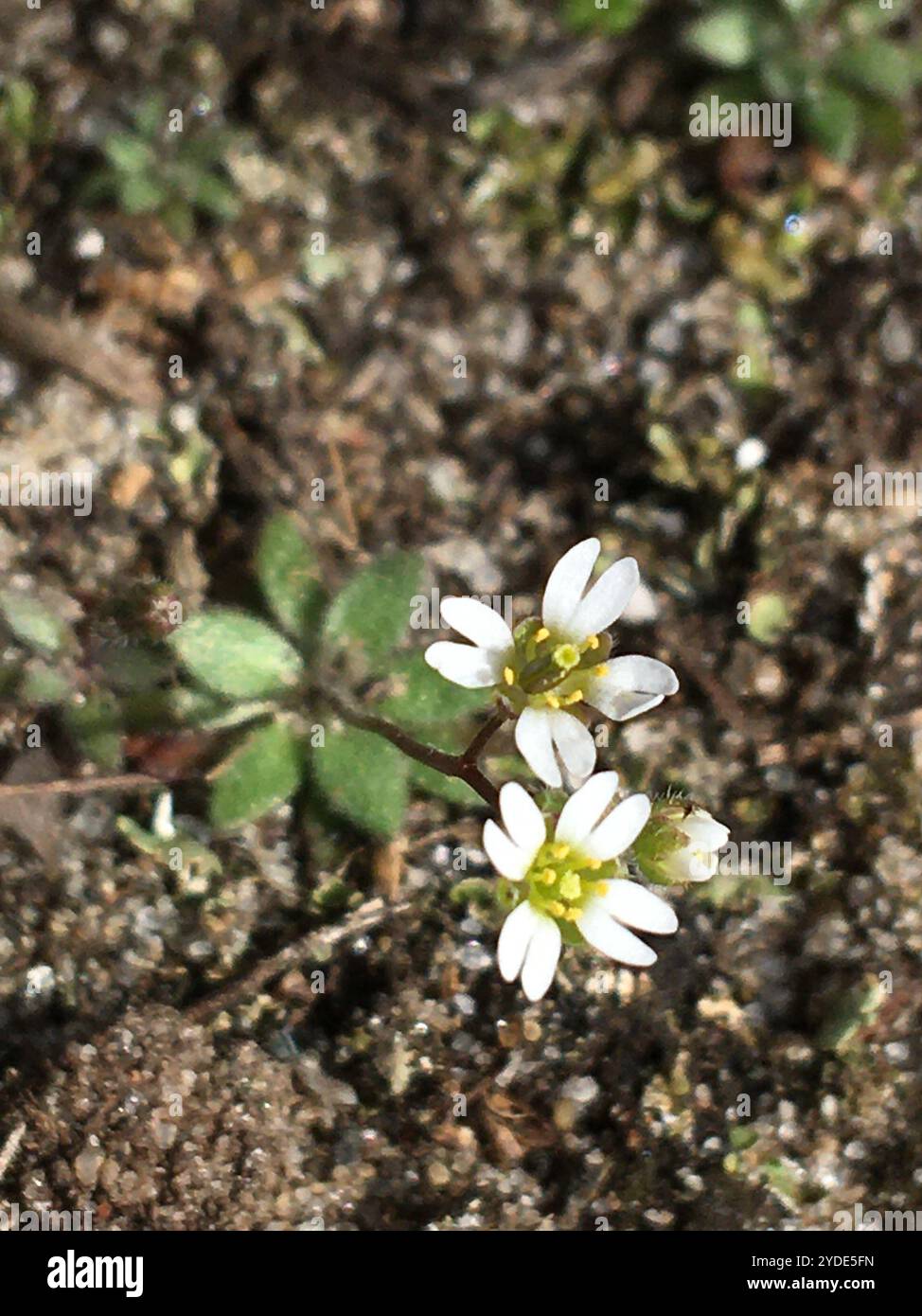 Common Whitlowgrass (Draba verna Stock Photo - Alamy