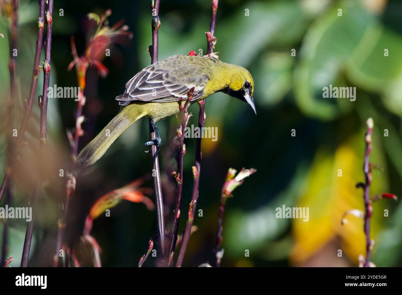 Orchard Oriole (Icterus spurius Stock Photo - Alamy