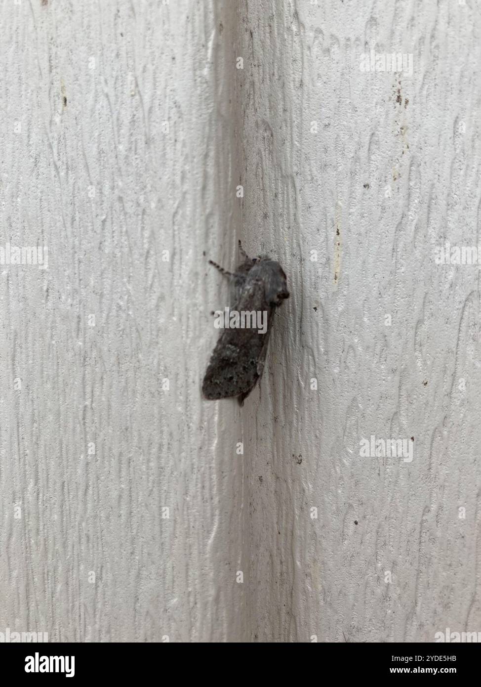 Roland's Sallow (Psaphida rolandi Stock Photo - Alamy