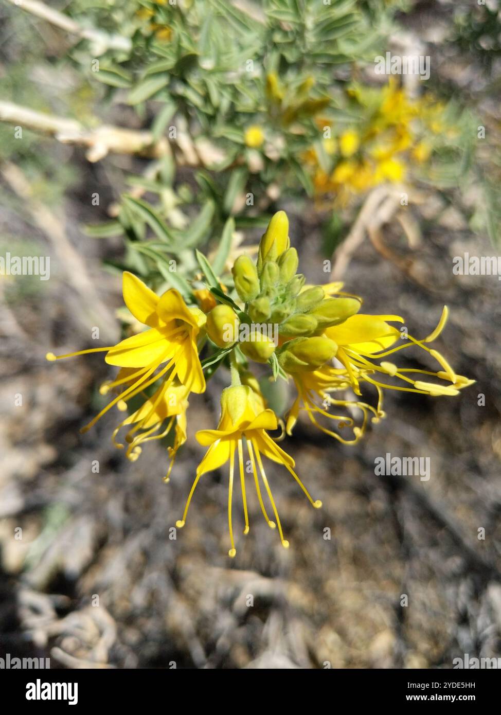 Cleomella hi-res stock photography and images - Alamy