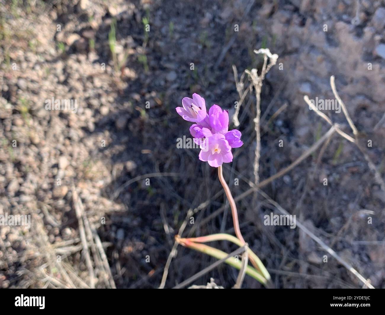 (Dipterostemon capitatus capitatus Stock Photo - Alamy