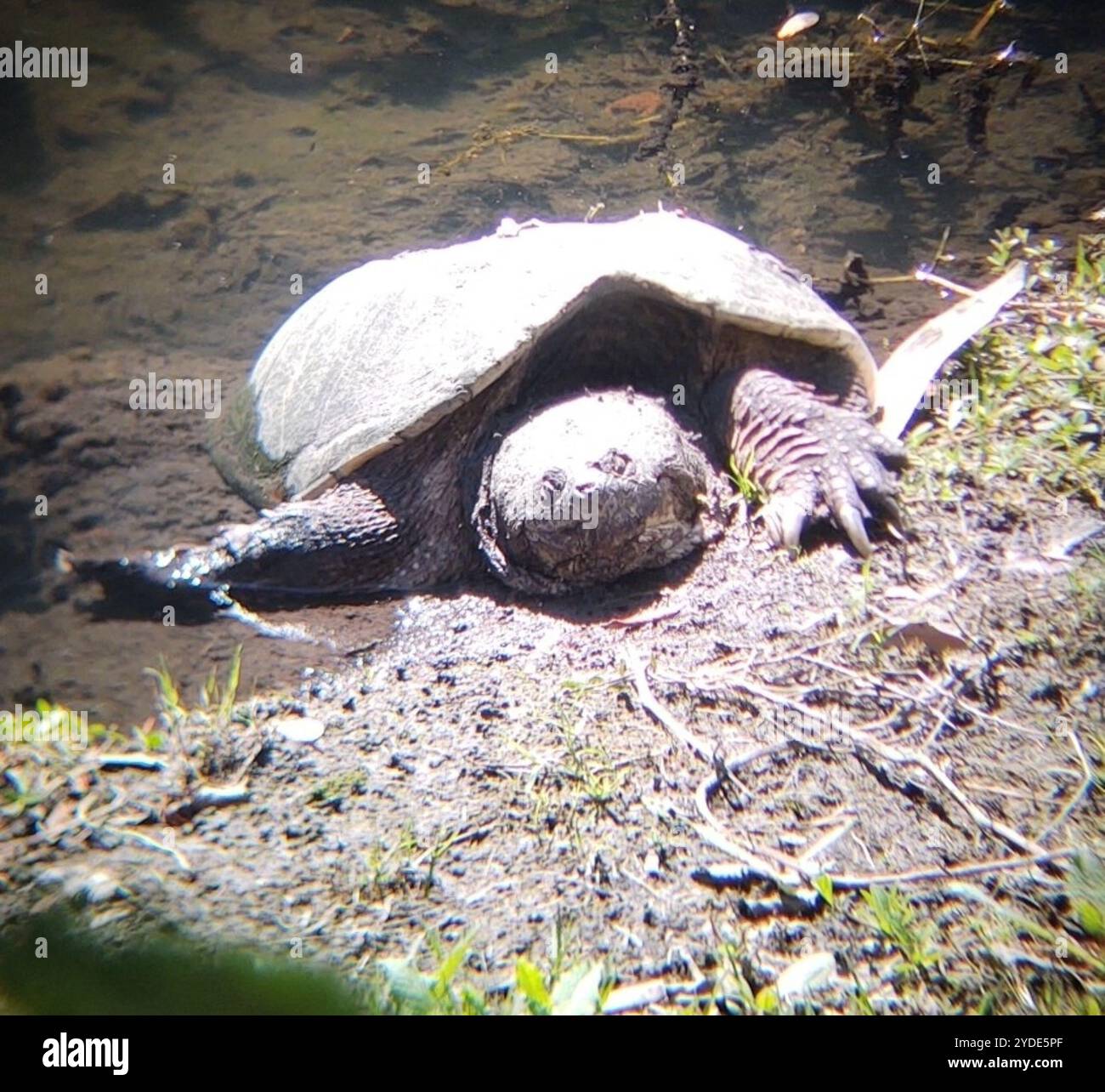 Common Snapping Turtle (Chelydra serpentina Stock Photo - Alamy