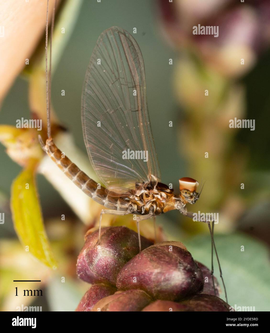 Small Mayflies (Baetidae Stock Photo - Alamy