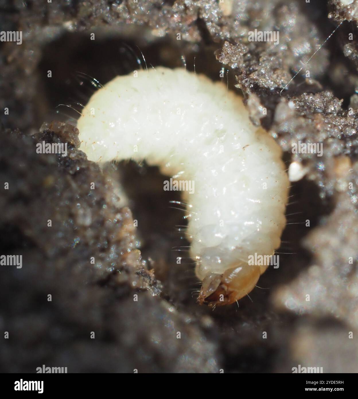 Broad-nosed Weevils (Entiminae Stock Photo - Alamy