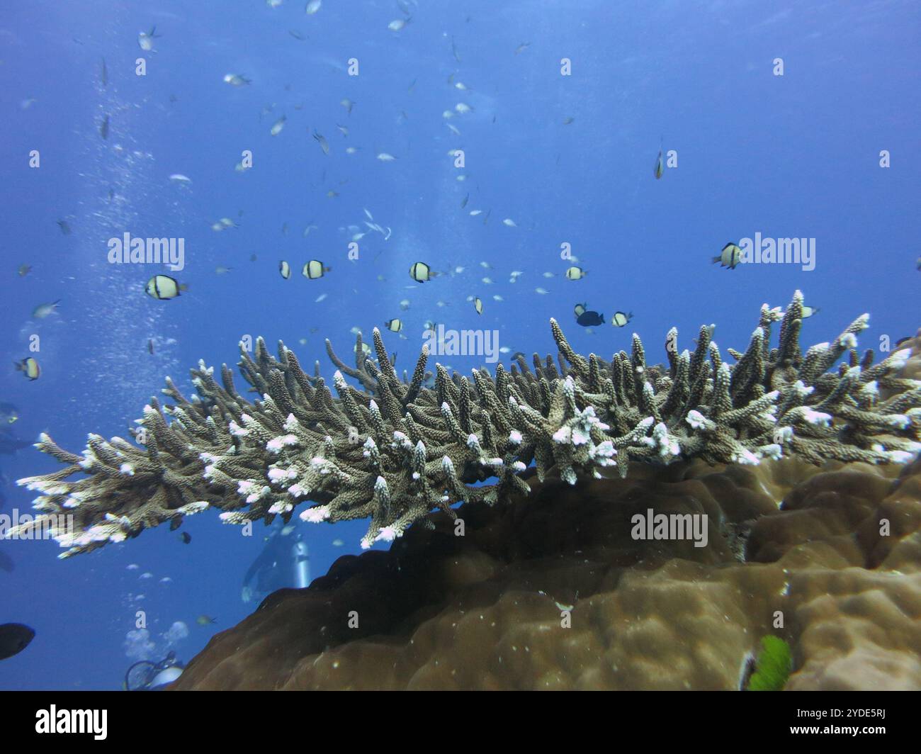Reticulated Damselfish (Dascyllus reticulatus Stock Photo - Alamy