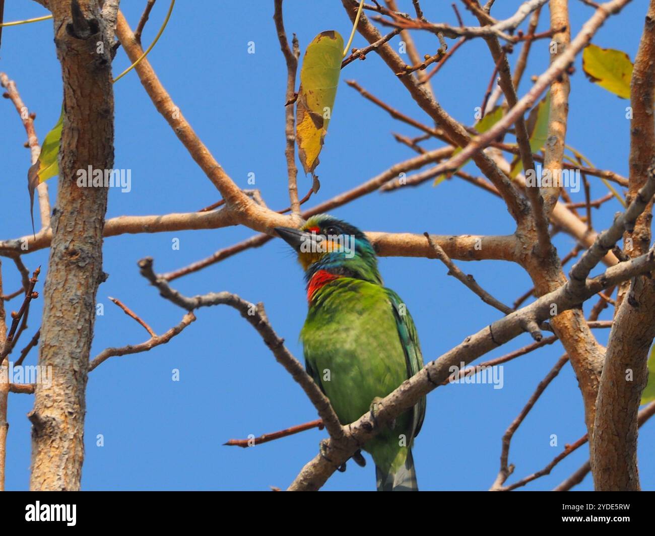 Taiwan Barbet (Psilopogon nuchalis Stock Photo - Alamy