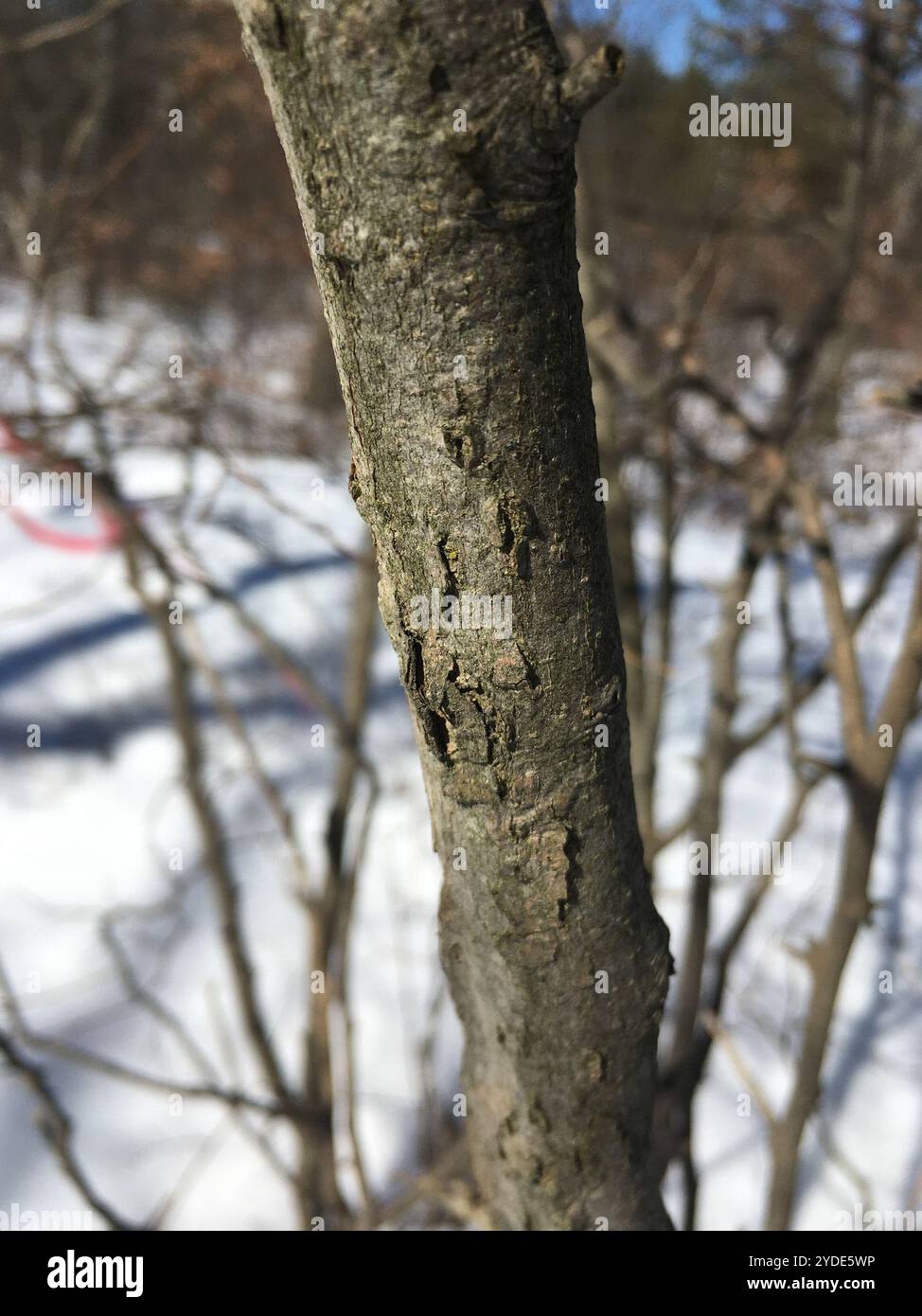 Dwarf Hackberry (Celtis tenuifolia Stock Photo - Alamy