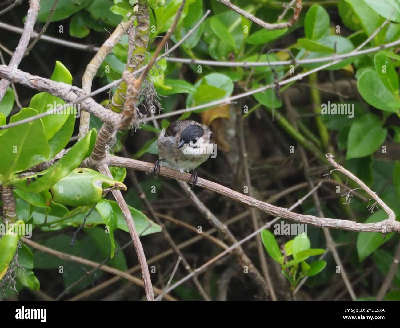 Styan's Bulbul (Pycnonotus taivanus Stock Photo - Alamy