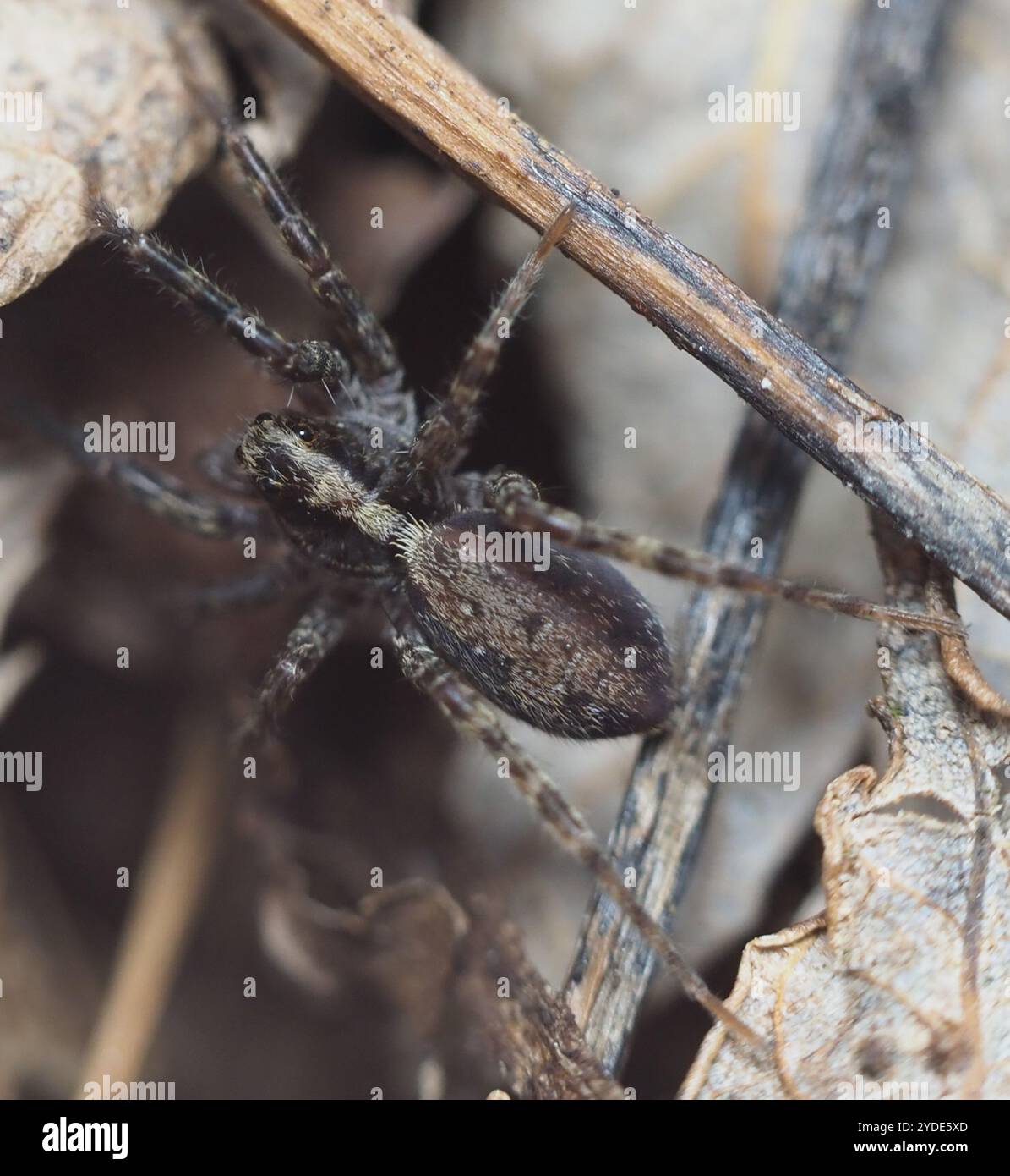 Thin-legged Wolf Spiders (Pardosa Stock Photo - Alamy