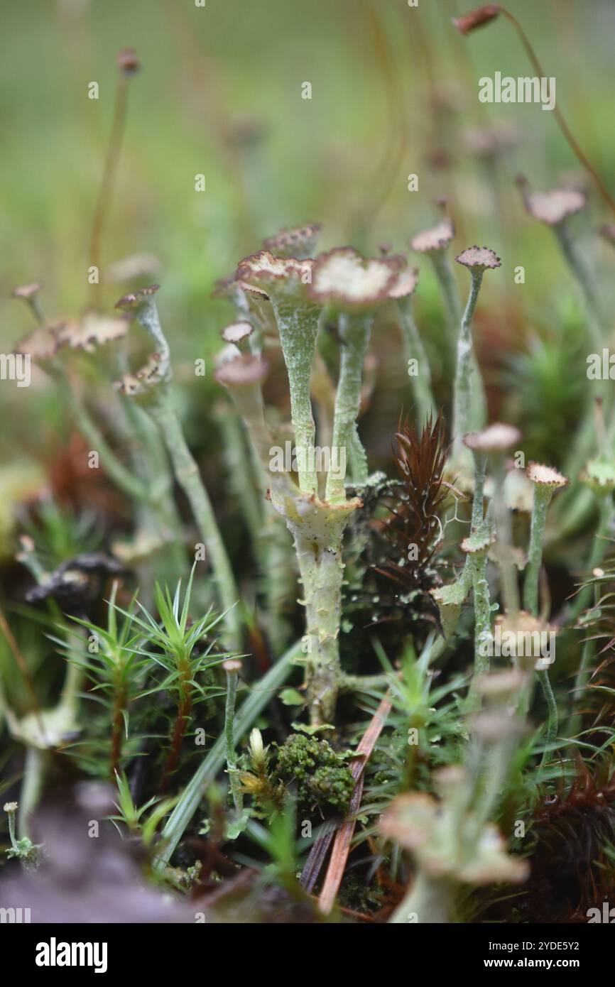 Ladder Lichen (Cladonia verticillata Stock Photo - Alamy