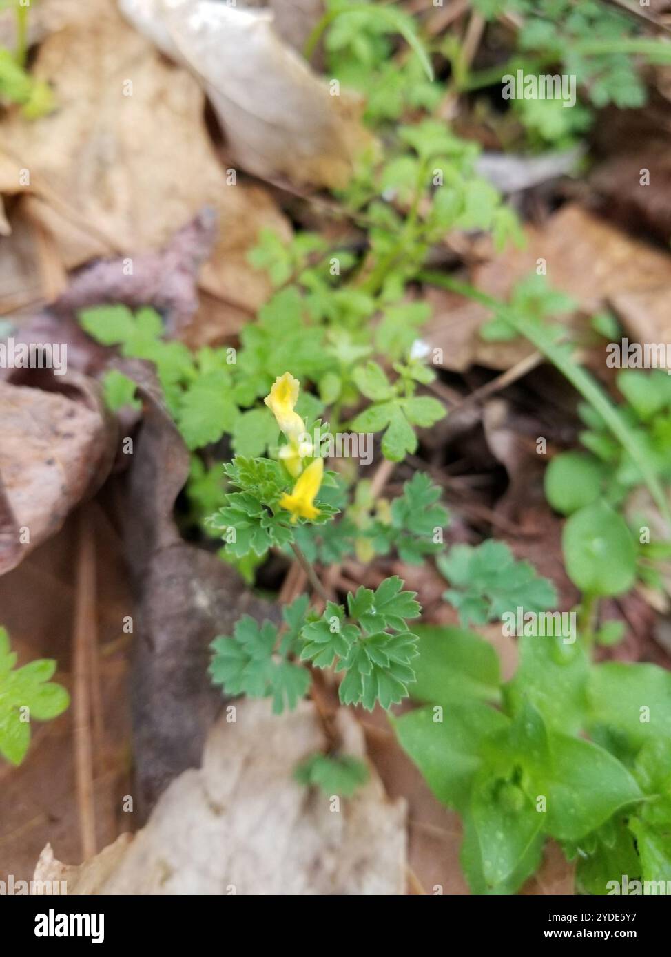 Yellow Corydalis (Corydalis flavula Stock Photo - Alamy