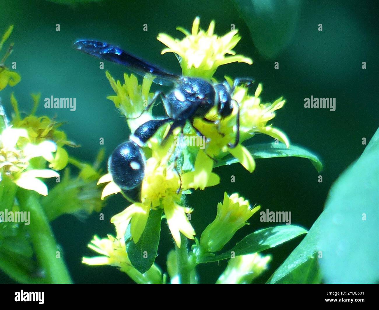 Fraternal Potter Wasp (Eumenes fraternus Stock Photo - Alamy