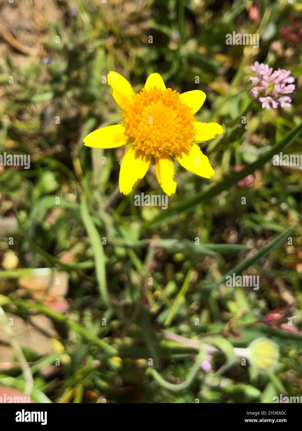 California goldfields (Lasthenia californica Stock Photo - Alamy
