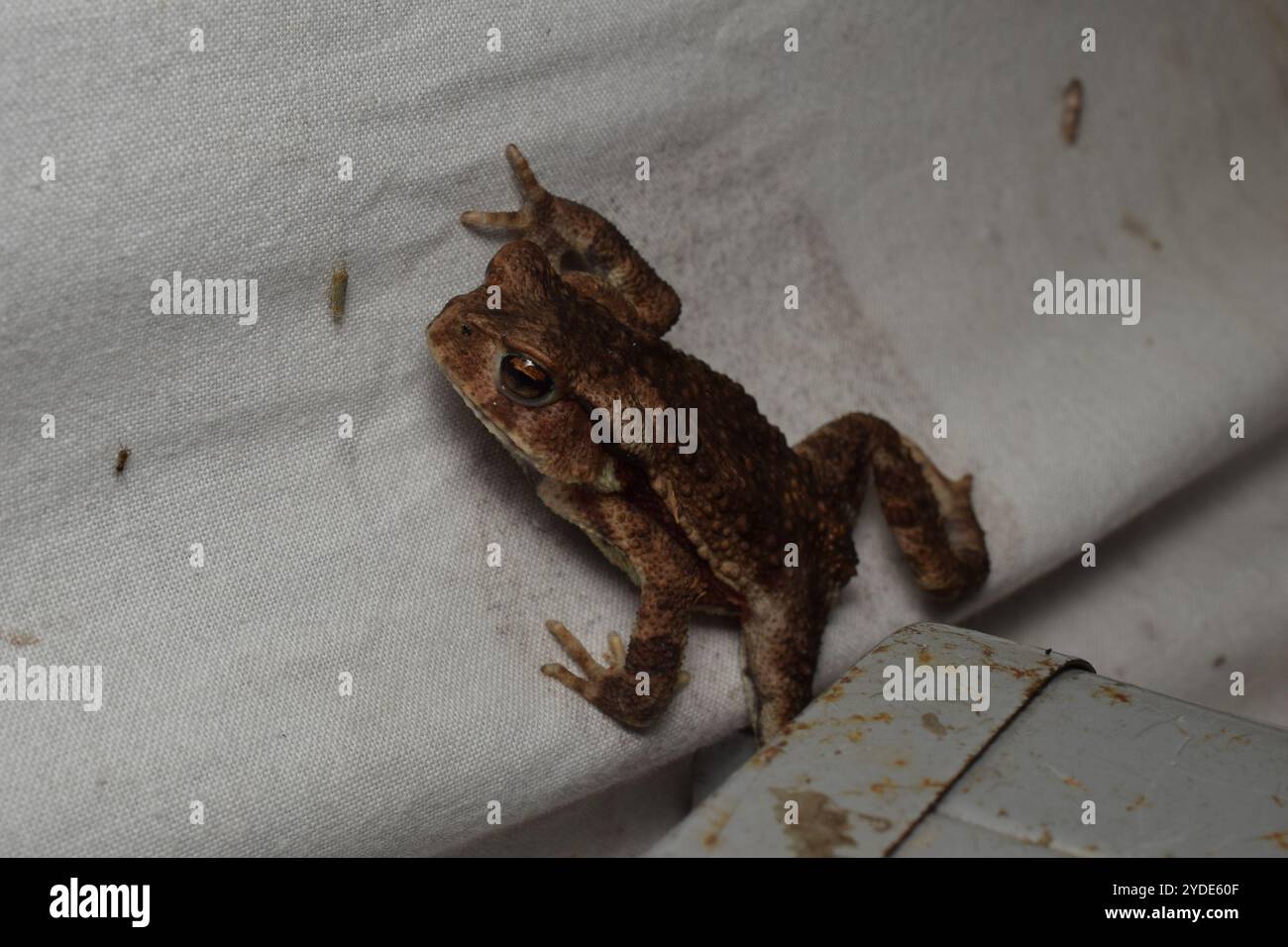 Western Japanese Common Toad (Bufo praetextatus Stock Photo - Alamy