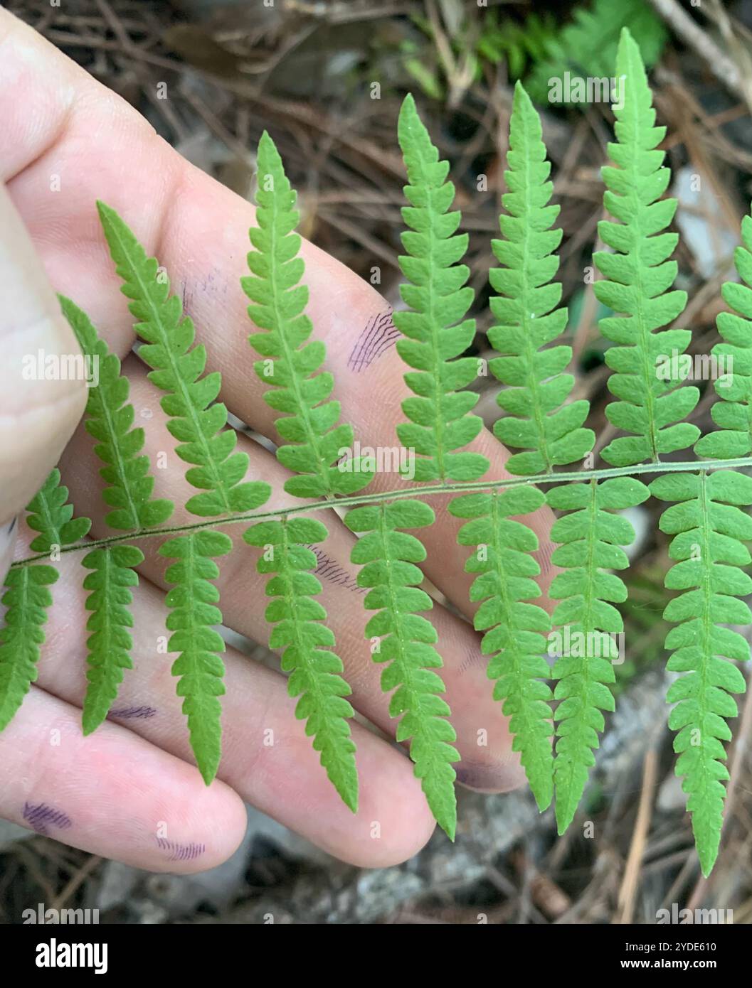 Eastern American marsh fern (Thelypteris palustris pubescens Stock ...