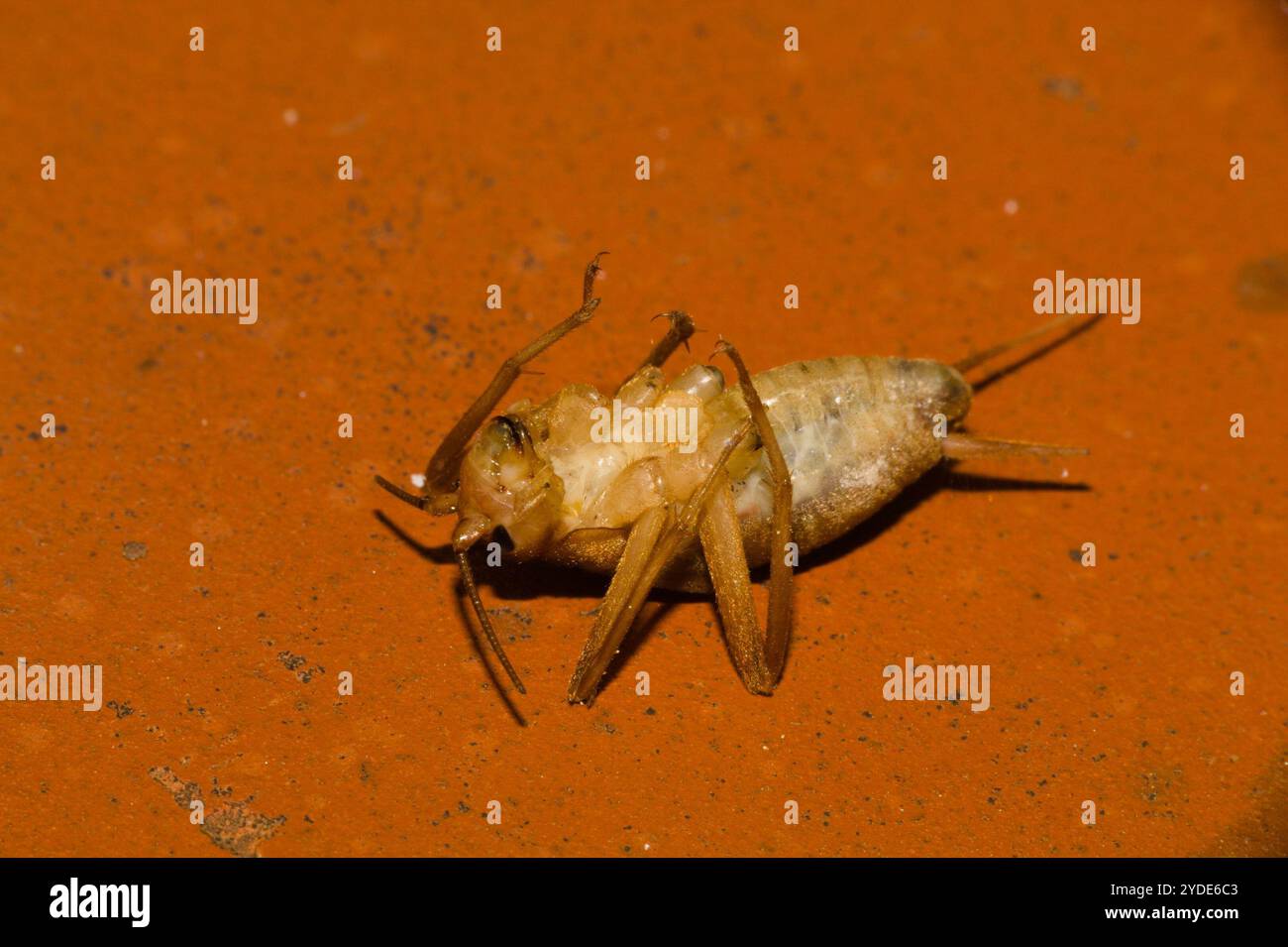 True Crickets and Allies (Grylloidea Stock Photo - Alamy