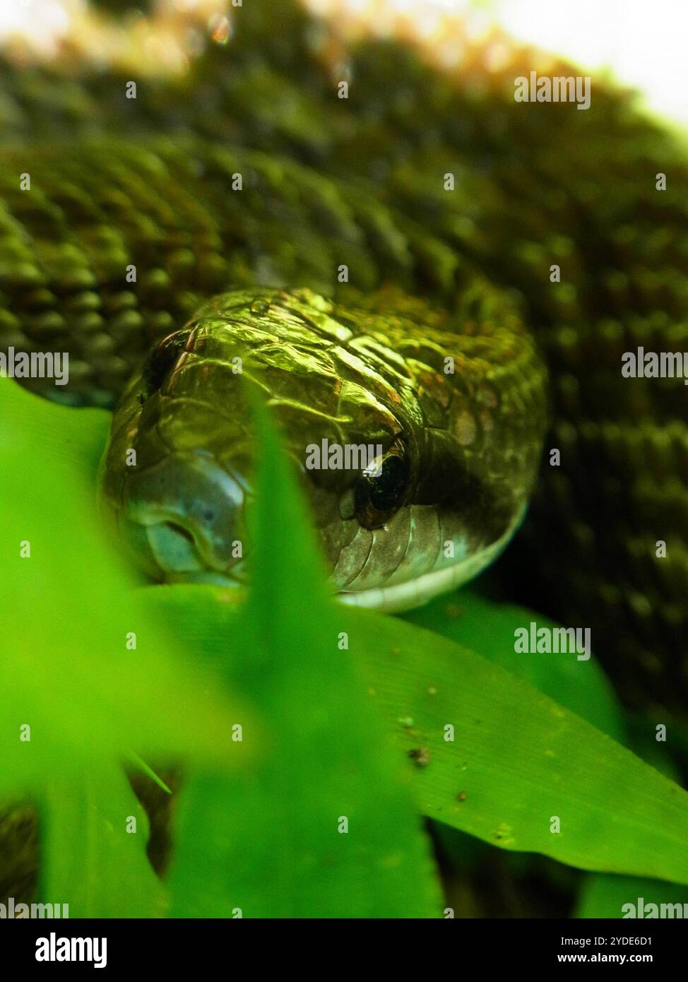 Japanese Ratsnake (Elaphe climacophora Stock Photo - Alamy