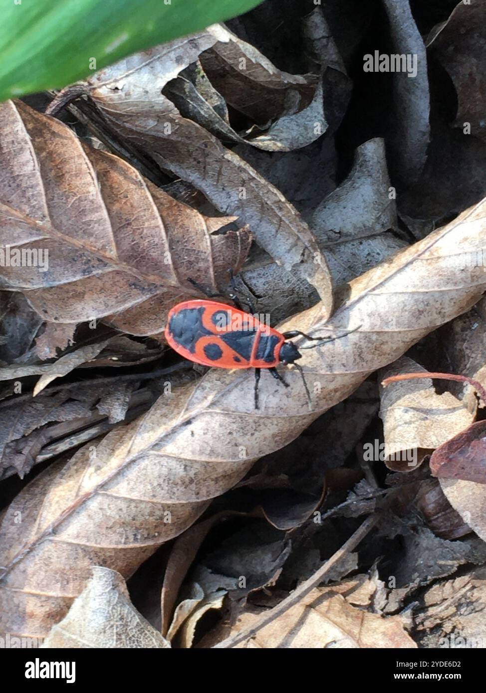 European Firebug (Pyrrhocoris apterus Stock Photo - Alamy