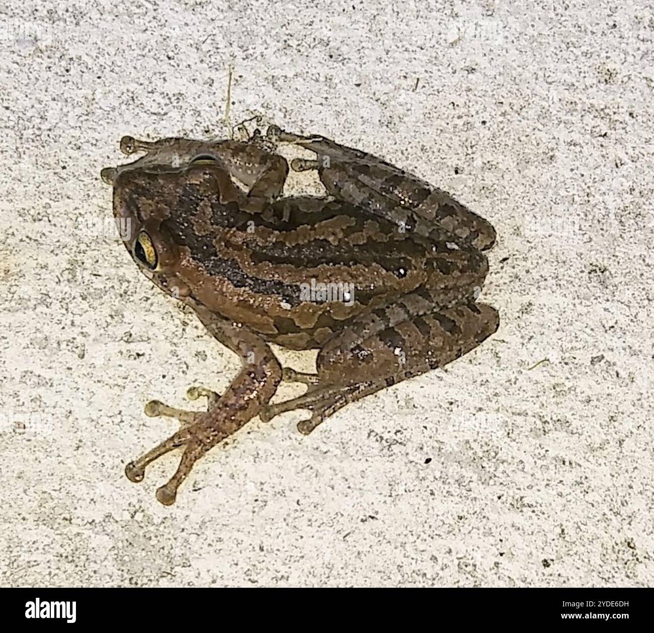 Cuban Tree Frog (Osteopilus septentrionalis Stock Photo - Alamy