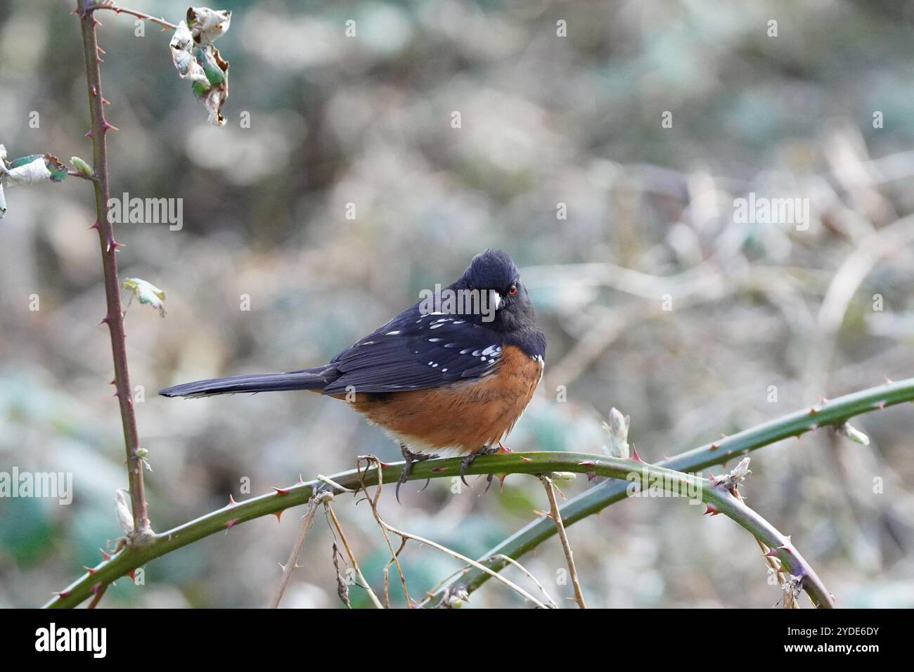 Spotted Towhee (Pipilo maculatus Stock Photo - Alamy