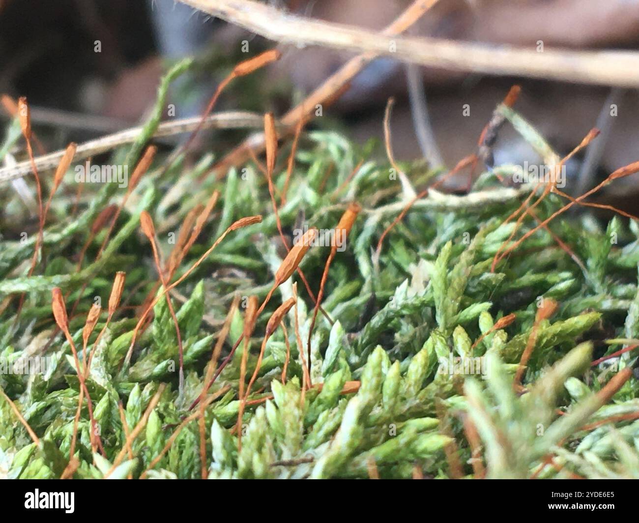 seductive entodon moss (Entodon seductrix Stock Photo - Alamy