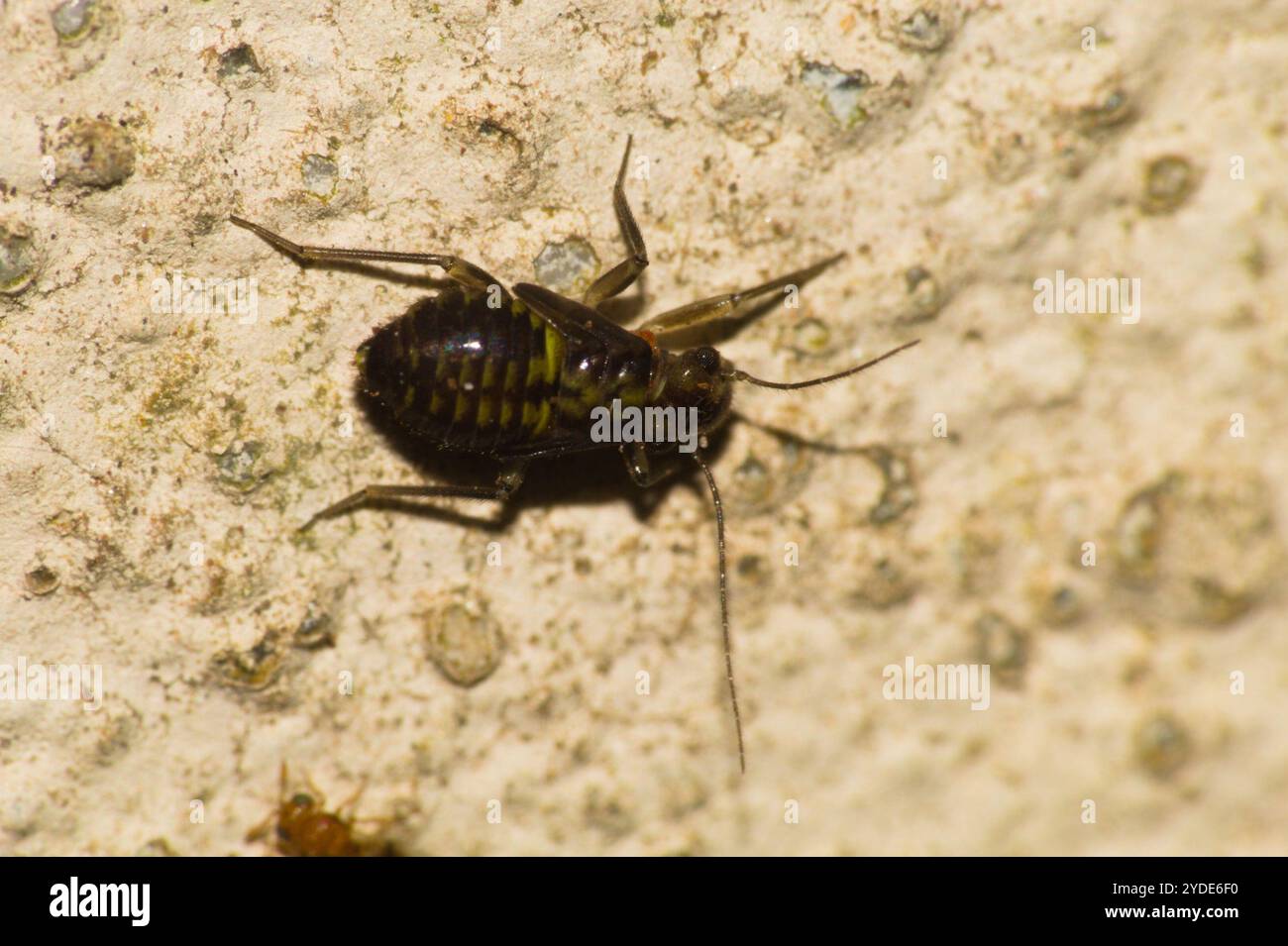 Barklice, Booklice, and Parasitic Lice (Psocodea Stock Photo - Alamy