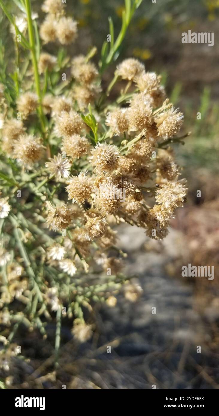Desert Broom (Baccharis sarothroides Stock Photo - Alamy