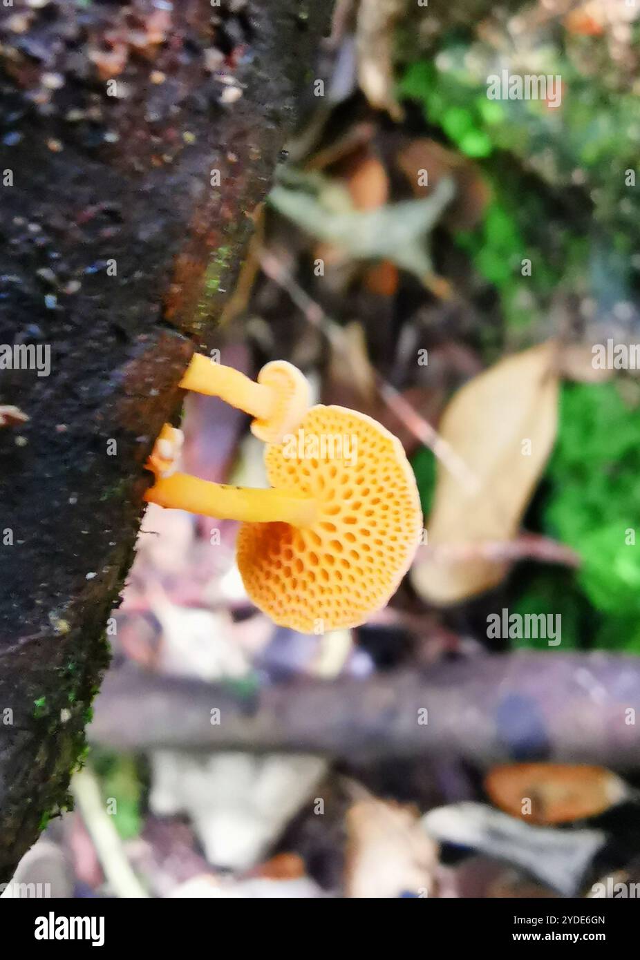 orange pore fungus (Favolaschia claudopus Stock Photo - Alamy
