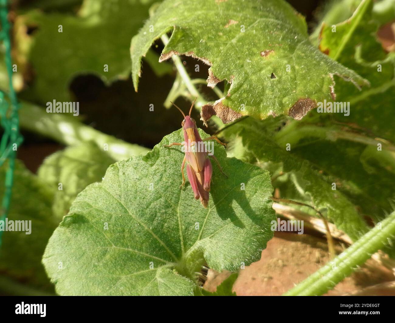 (Aiolopus thalassinus tamulus Stock Photo - Alamy