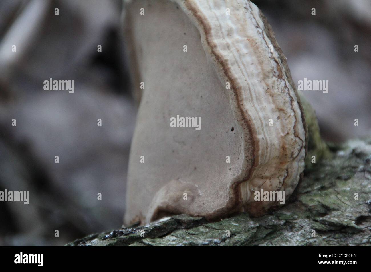 Hoof Fungus (Fomes fomentarius Stock Photo - Alamy