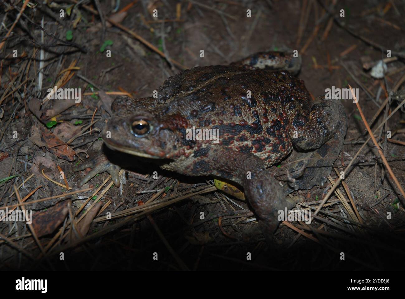 Boreal Toad (Anaxyrus boreas boreas Stock Photo - Alamy