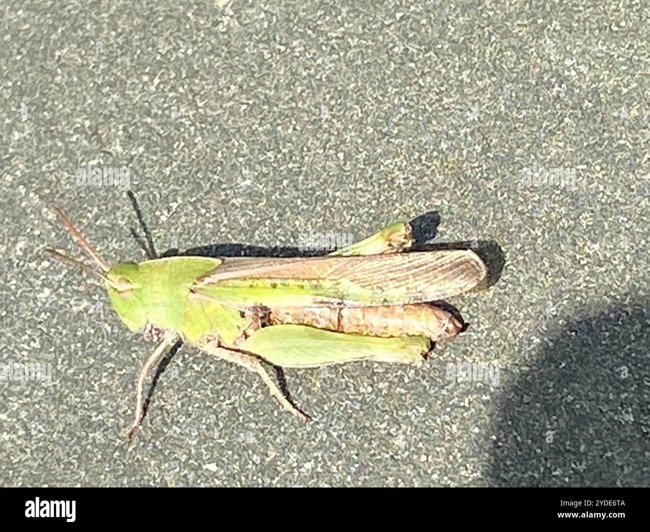Green-striped Grasshopper (Chortophaga viridifasciata Stock Photo - Alamy
