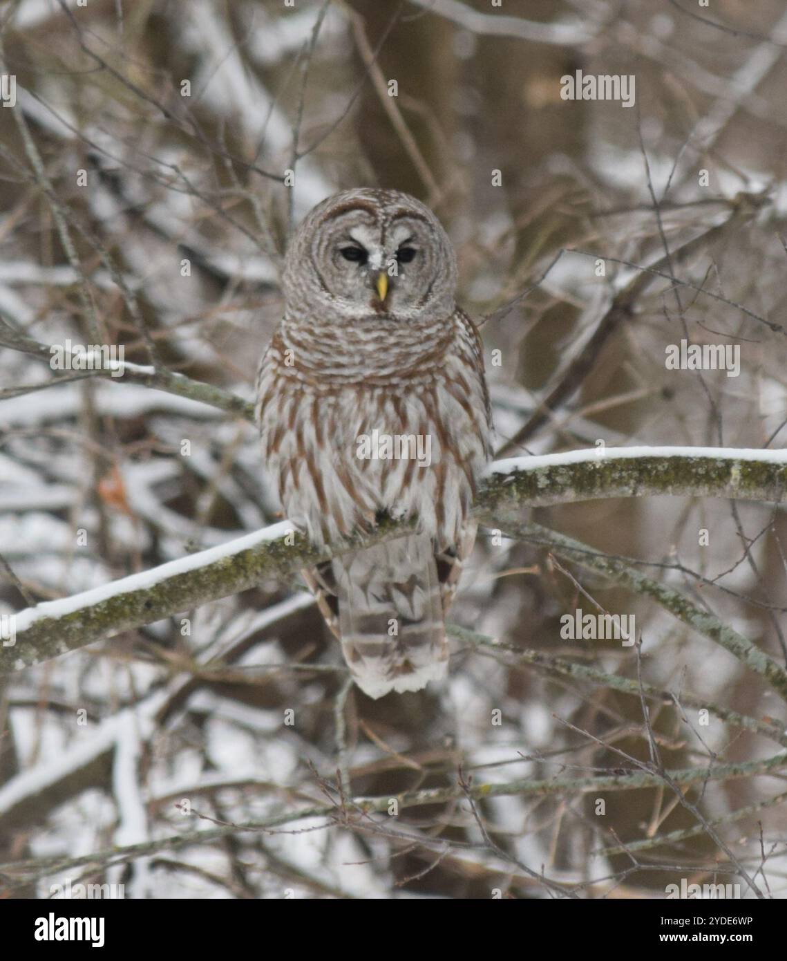 Barred Owl (Strix varia Stock Photo - Alamy