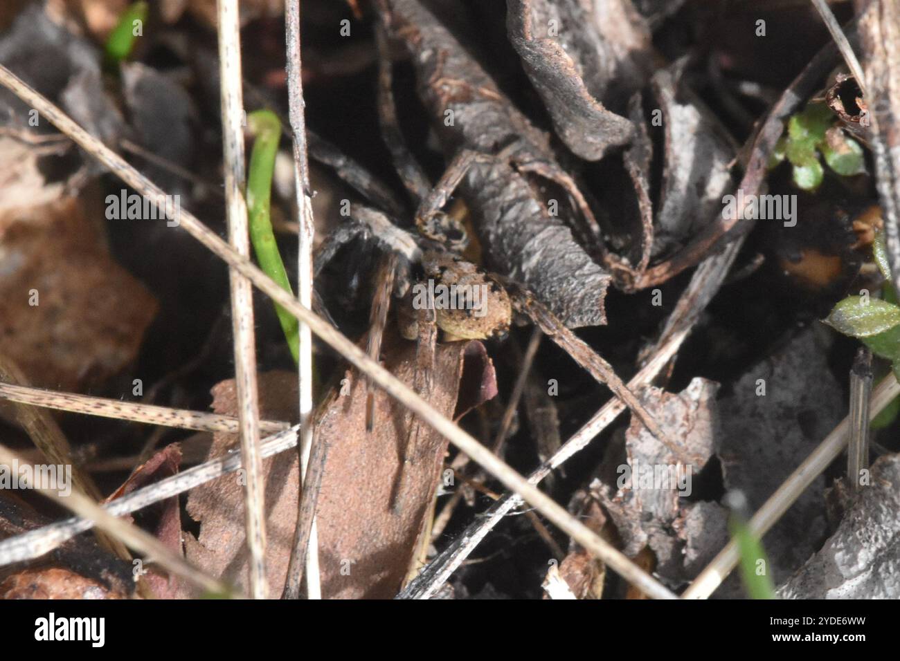 Fox Spiders (Alopecosa Stock Photo - Alamy