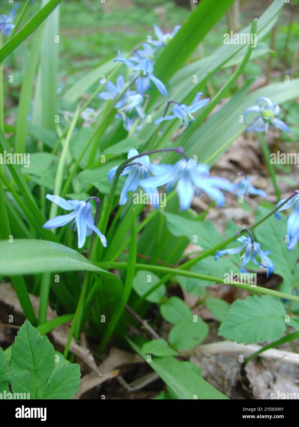 Siberian squill (Scilla siberica Stock Photo - Alamy