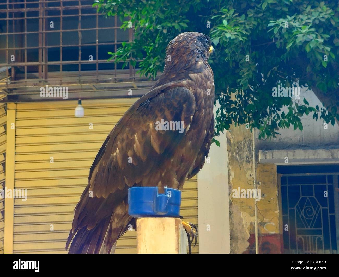 Honey buzzard, Pernis Falco apivorus, family Accipitridae, a genus of ...
