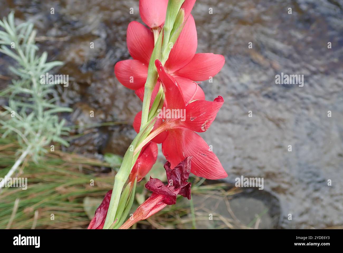 Scarlet River Lily (Hesperantha coccinea Stock Photo - Alamy