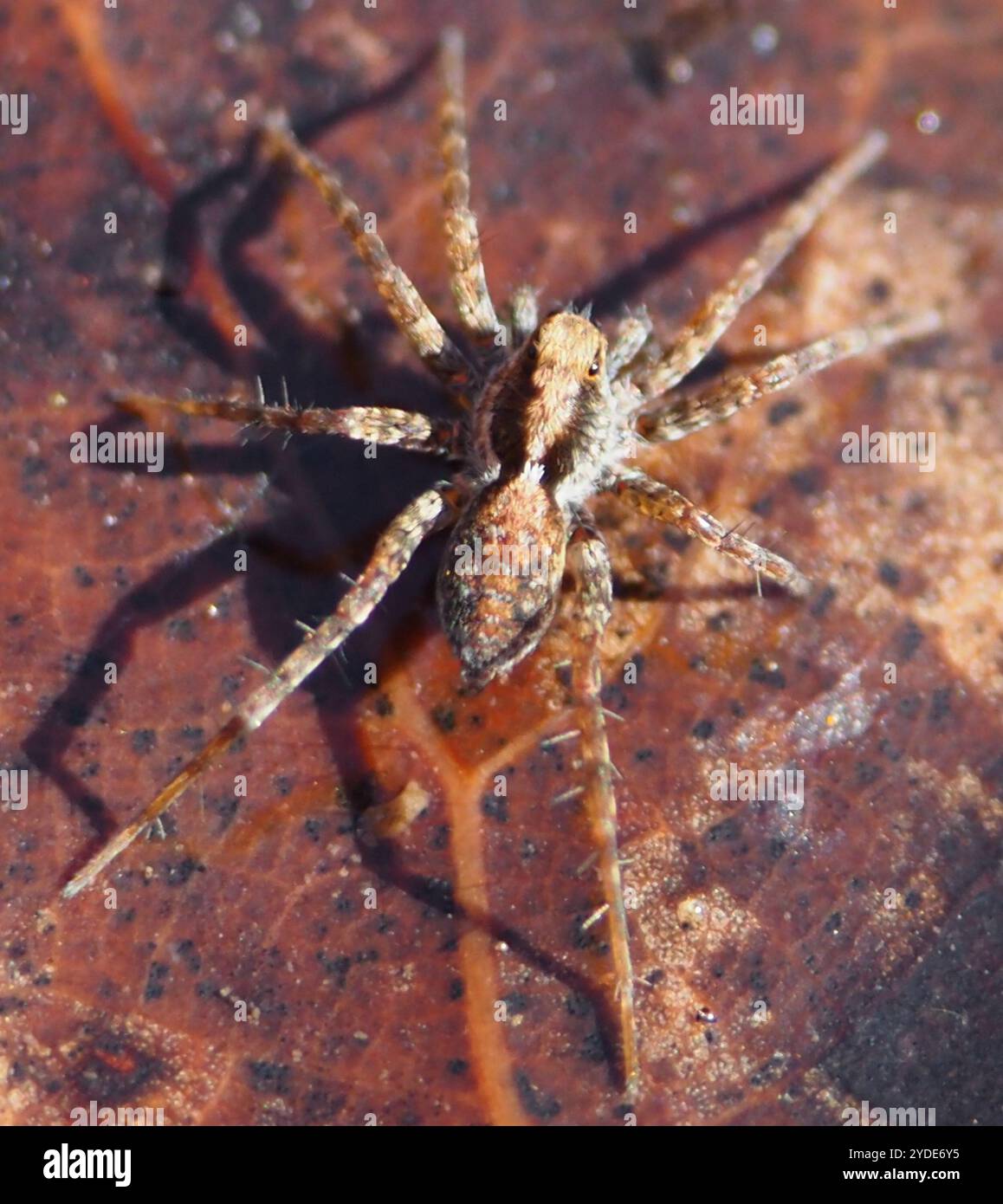 Thin-legged Wolf Spiders (Pardosa Stock Photo - Alamy