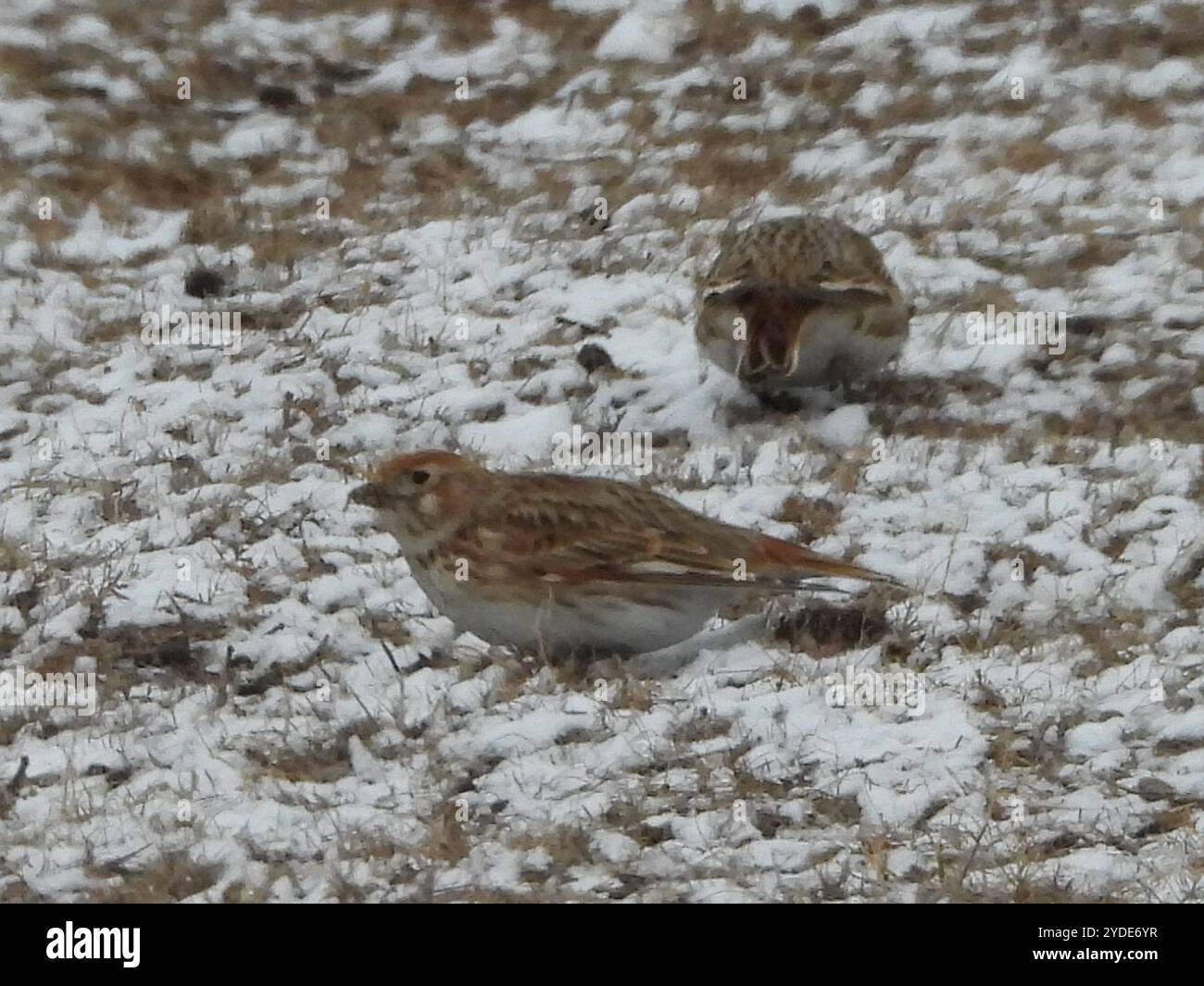 White-winged Lark (Alauda leucoptera Stock Photo - Alamy