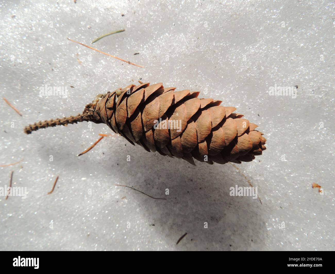 Siberian spruce (Picea obovata Stock Photo - Alamy