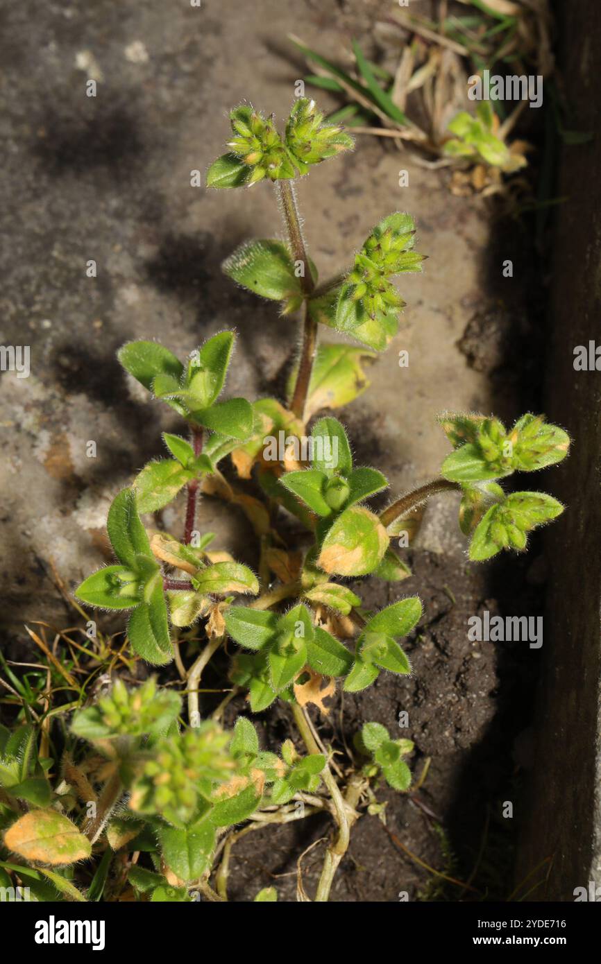 Sticky mouse-ear chickweed (Cerastium glomeratum Stock Photo - Alamy
