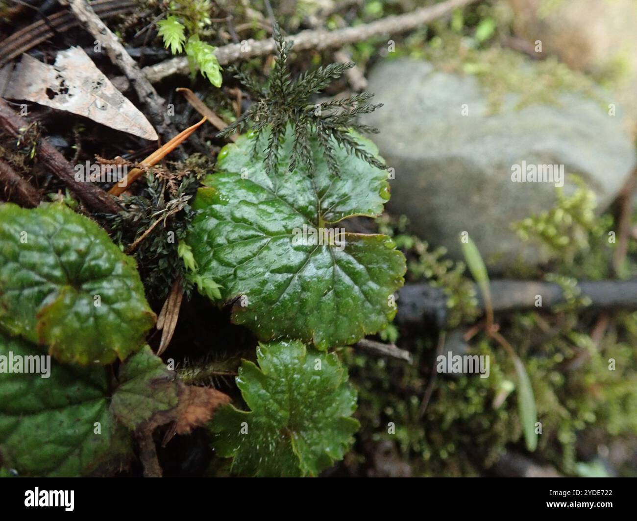 fringe cups (Tellima grandiflora Stock Photo - Alamy