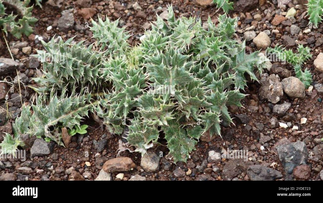 Purple African Thistle (Berkheya purpurea Stock Photo - Alamy