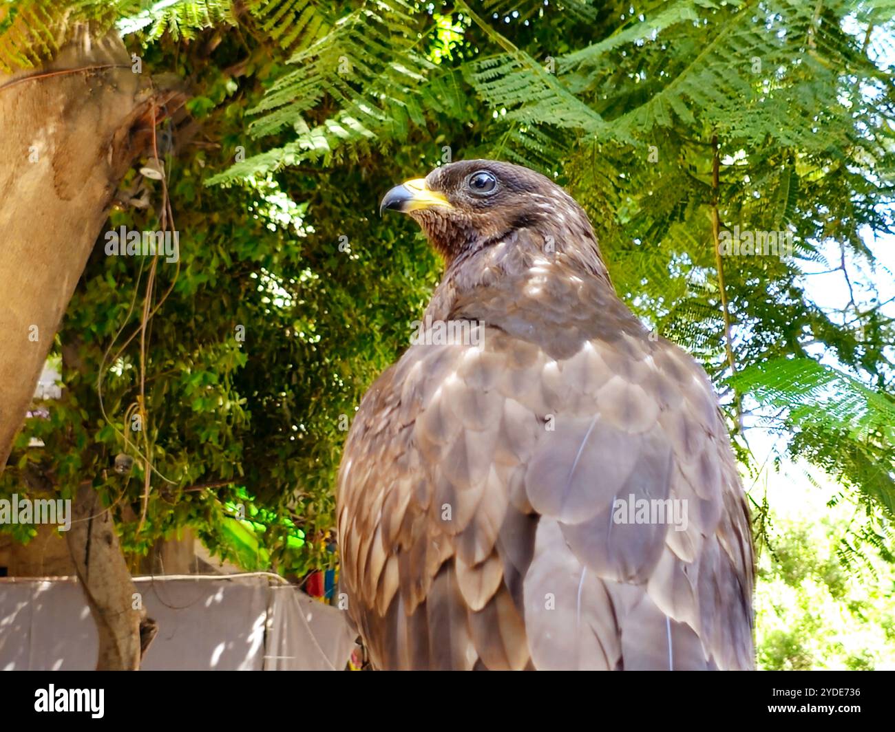 Honey buzzard, Pernis Falco apivorus, family Accipitridae, a genus of ...