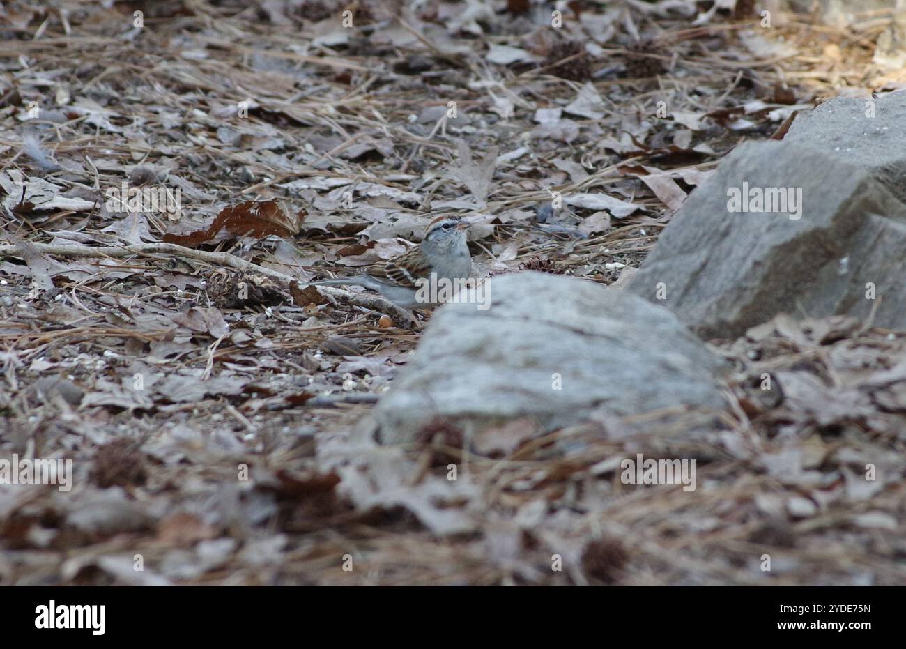 Chipping Sparrow (Spizella passerina Stock Photo - Alamy