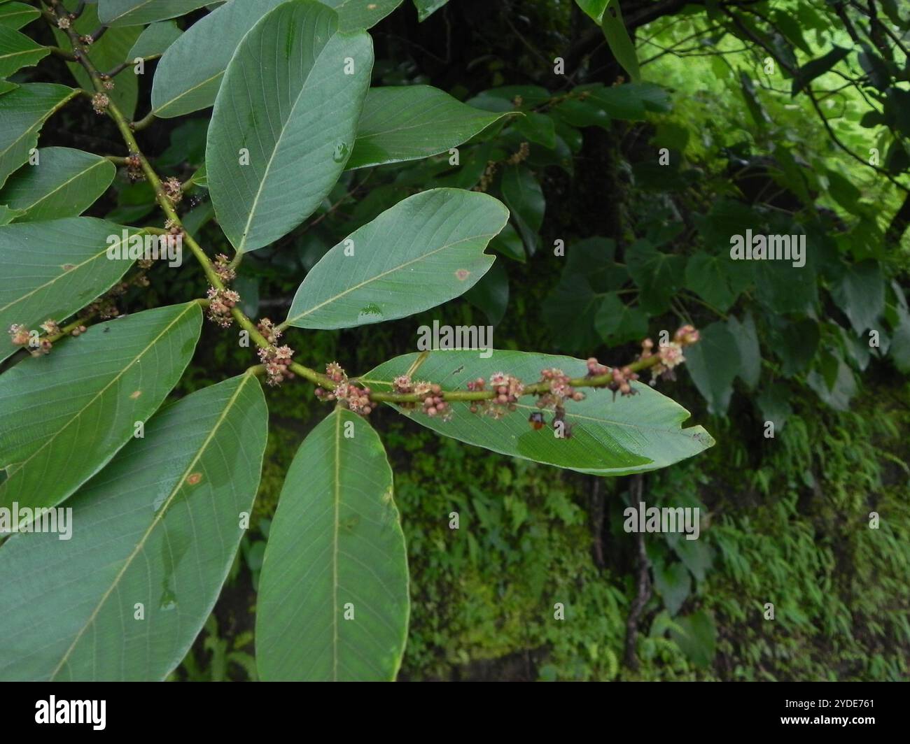 Kino tree hi-res stock photography and images - Alamy