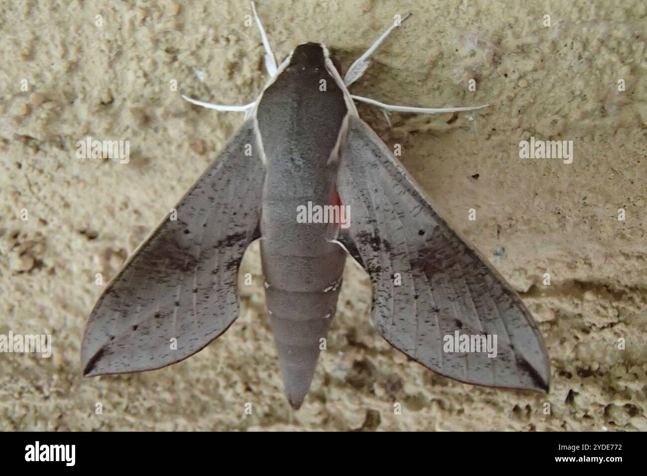 Coprosma Hawk Moth (Hippotion scrofa Stock Photo - Alamy