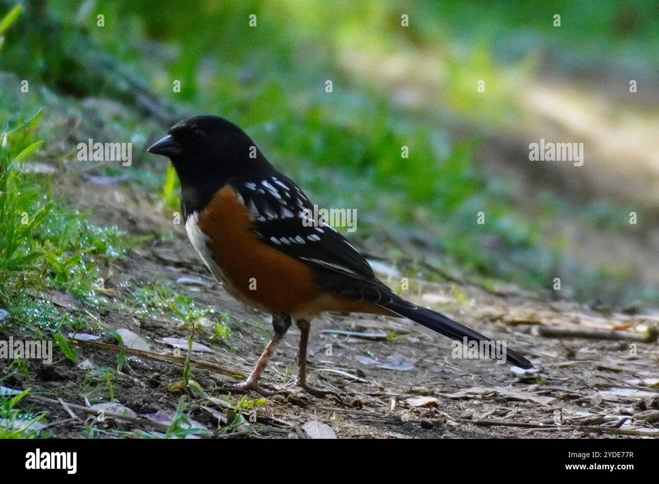 Spotted Towhee (Pipilo maculatus Stock Photo - Alamy